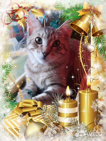 Ласковый котёнок мальчик ищет свой дом и мампап
