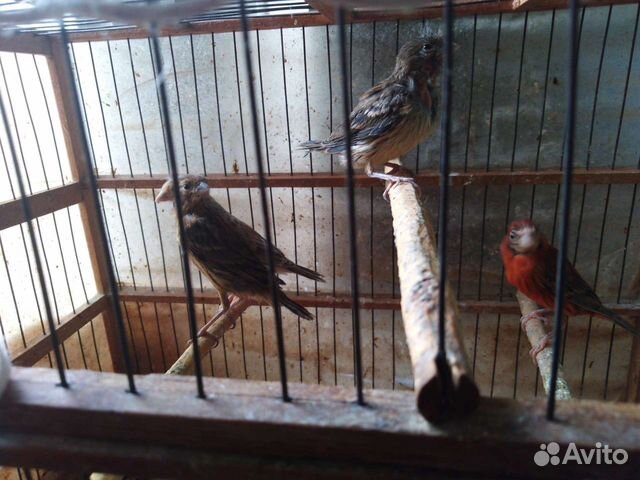 Кенара и канарейки