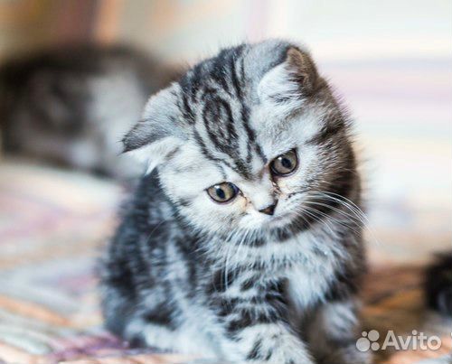 Яркий мраморный окрас, британские котята