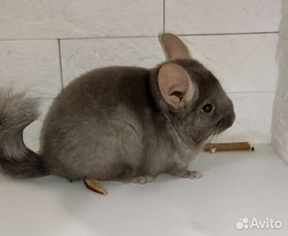 Шиншиллы малыши