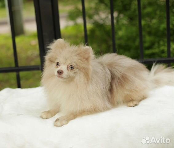 Шпиц-голубоглазый, мраморный красавчик