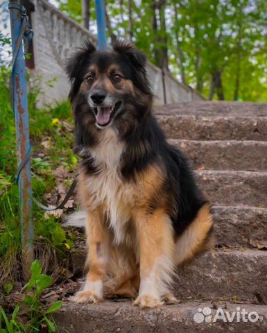 Забери друга из приюта