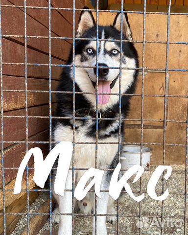 Сибирский хаски