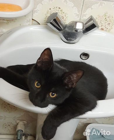 Котята отдам даром