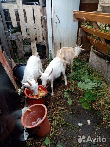 Продам козлят