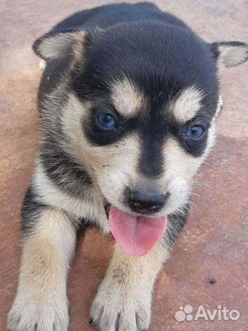 Сибирский хаски бесплатно помесь щенок