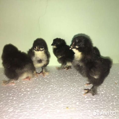 Цыплята породы брама