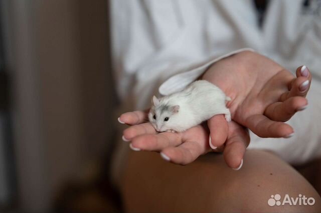 Джунгарский хомяк