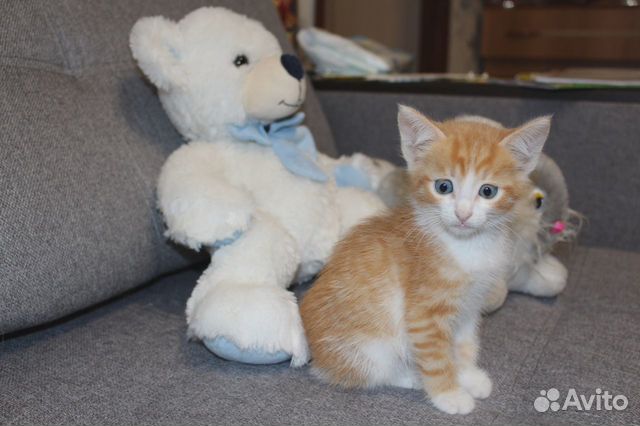 Умненький рыжий котенок в добрые руки, мальчик