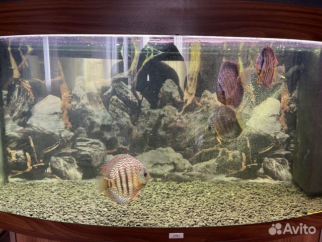 Аквариум Juwel Vision 260л