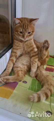 Кот, благородного рыжего окраса