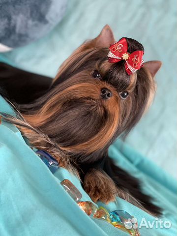 Для вязок mini кавалер