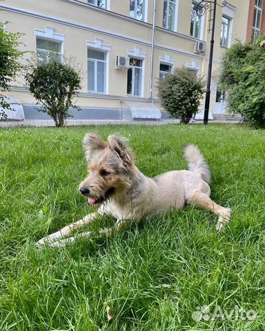 Собака в добрые руки отдам бесплатно