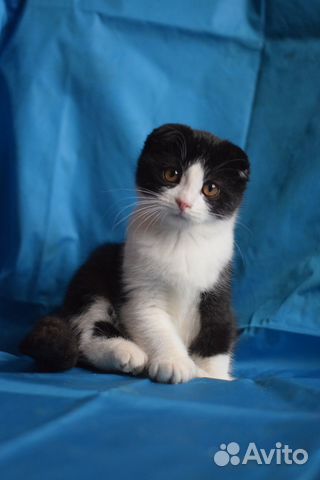 Милая вислоушка