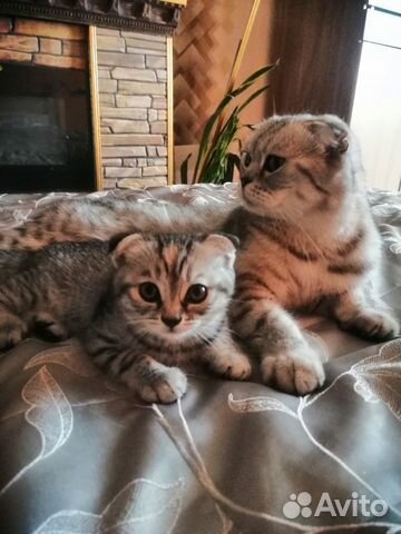 Шотландские вислоухие котята