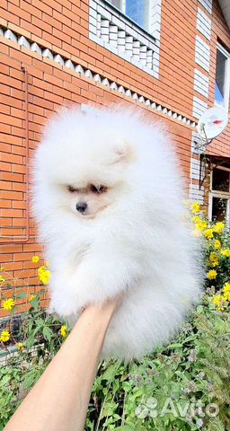 Померанский шпиц айс-крем девочка