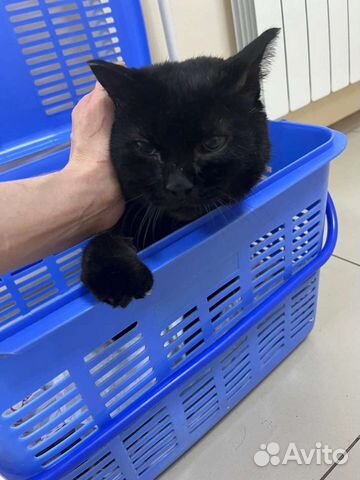 Кот в Добрые руки