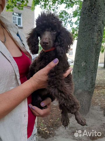 Шоколадная Той-девочка