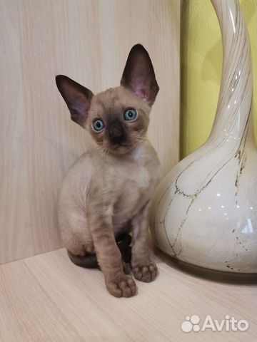 Котенок корниш-рекс