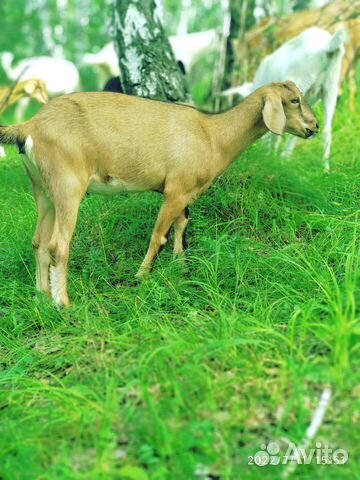 Козы. Козочки