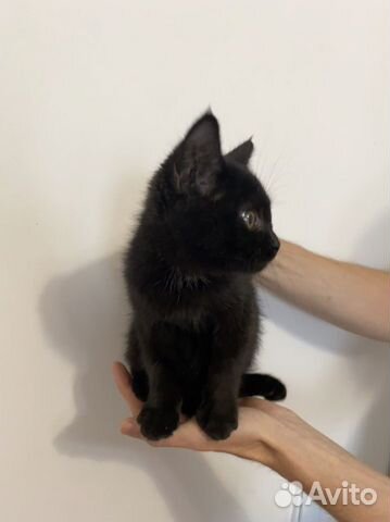 Кот маленький котенок