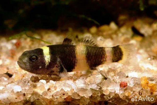 Бычок пчелка