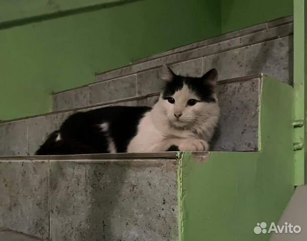 Котика гонят на холод, нужен дом