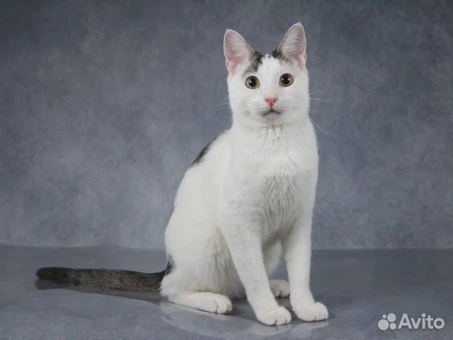 Ласковый котик в добрые руки