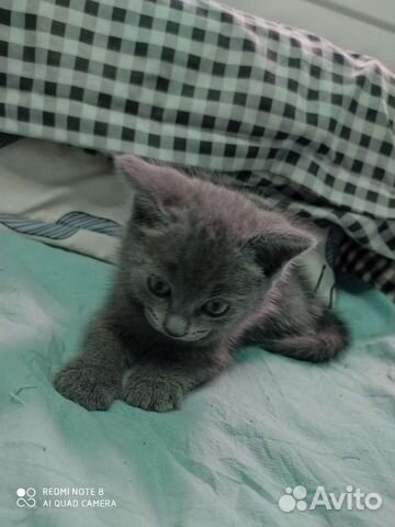 Кошки в добрые руки