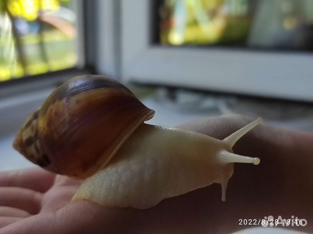 Дрессированные улитки ахатины