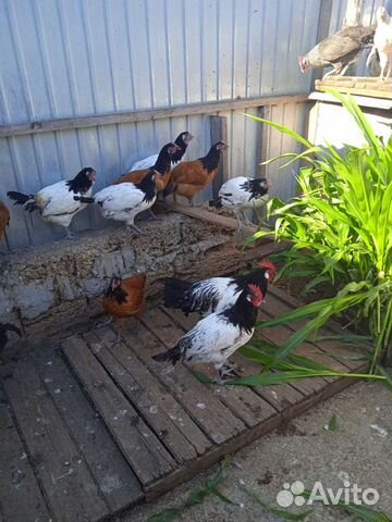 Куры молодки