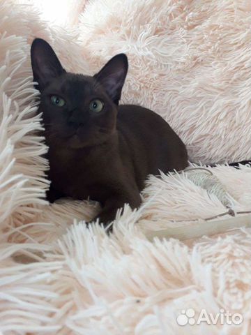 Бурманская европейская