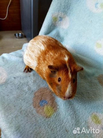 Морские свинки