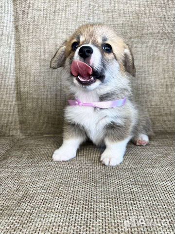 Вельш корги пемброк