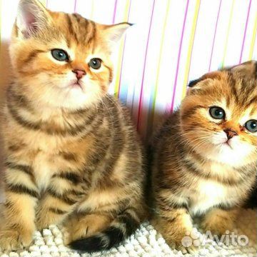 Вислоухий и прямоухий мраморные котики