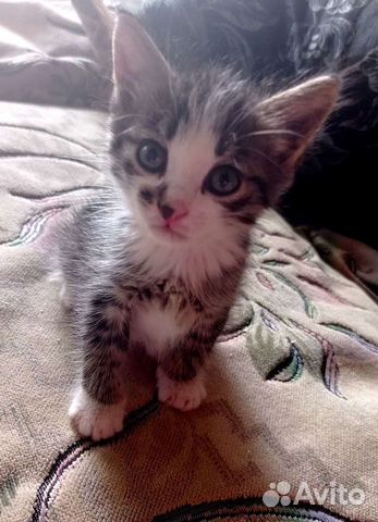 Котенок