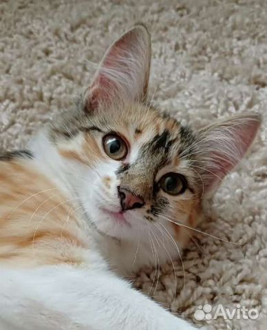 Анфиса в добрые руки