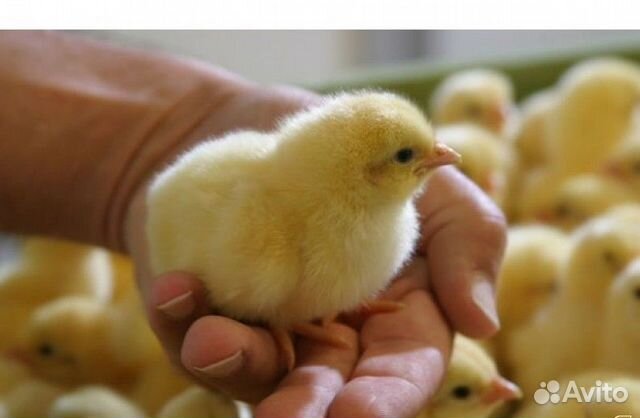 Цыплята бройлеры суточные