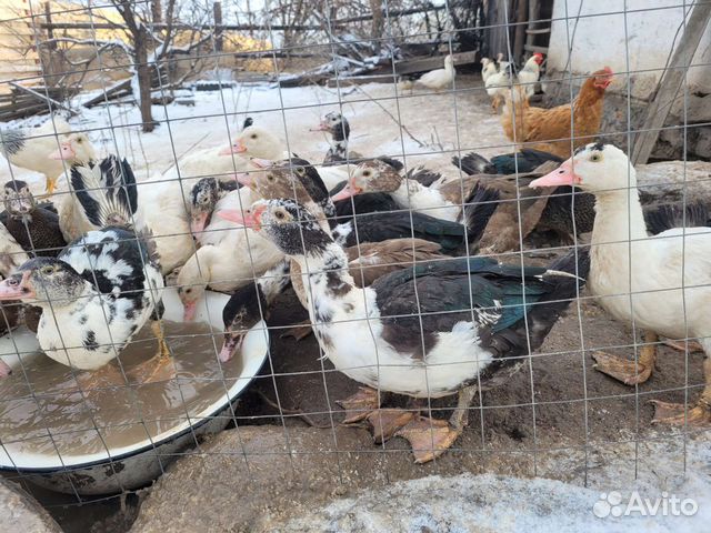 Индоутка мускусная утка