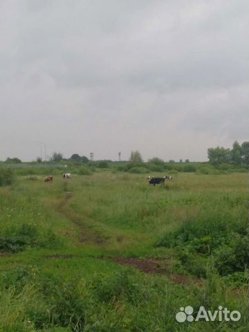 Коровы, быки,телята