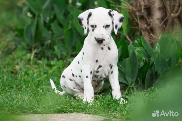 Щенки далматина