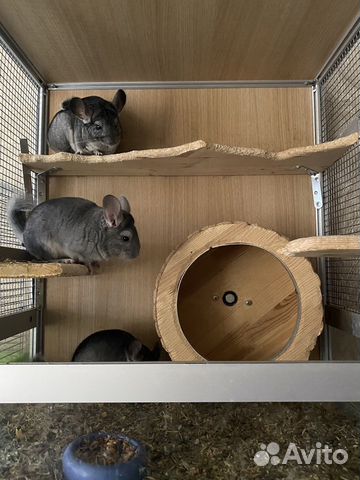 Шиншилла с клеткой