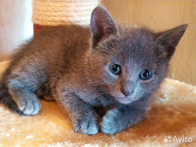 Русские голубые котятки