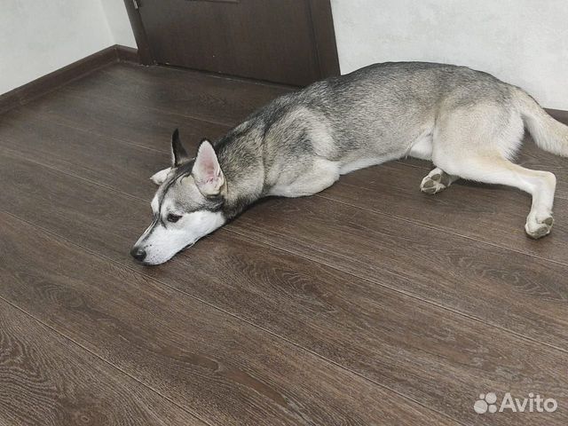 Хаски ищет дом