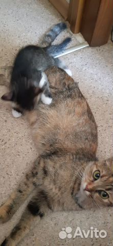 Котята от мамы-крысоловки