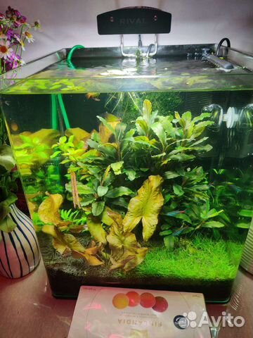 Буцефаландры