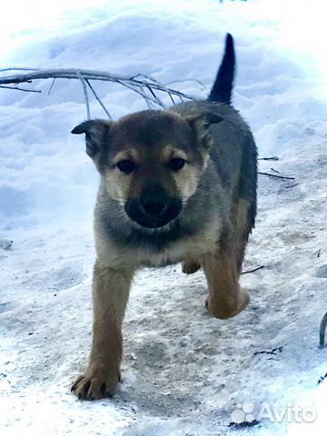 Мальчик 3,5 месяца в добрые руки