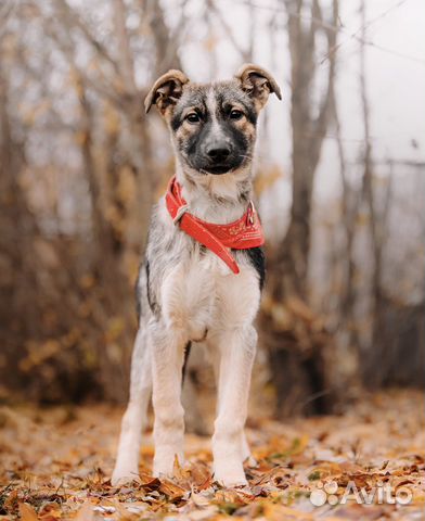 Щенок в поисках хозяина