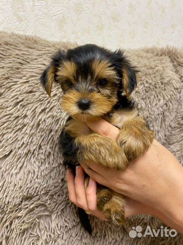 Йоркширский терьер мини щенки