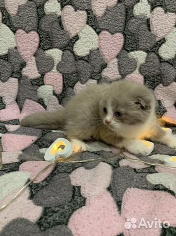 Шотландские котята